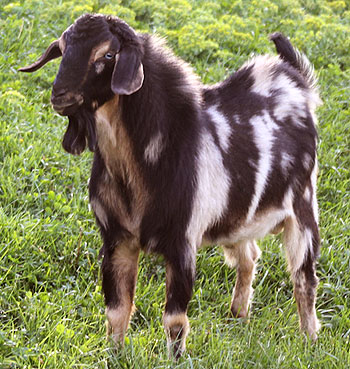 Mini Nubian Goats