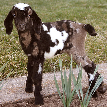 Mini Nubian Goats