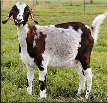 Mini Nubian Goats