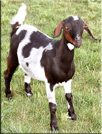 Mini Nubian Goats