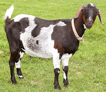 Mini Nubian Goats