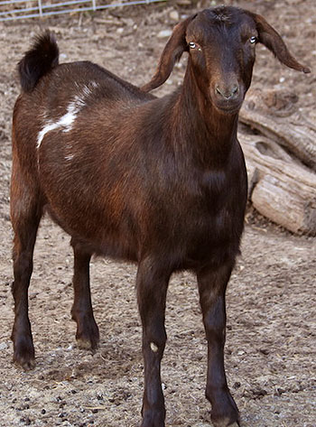 Mini Nubian Goats