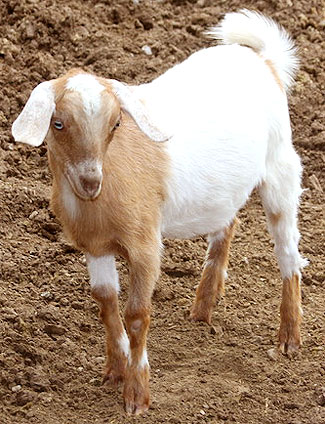 Mini Nubian Goats